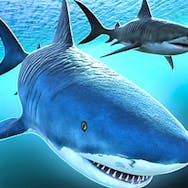 Stabfish.io 🕹️ Play Now for Free | RocketGames